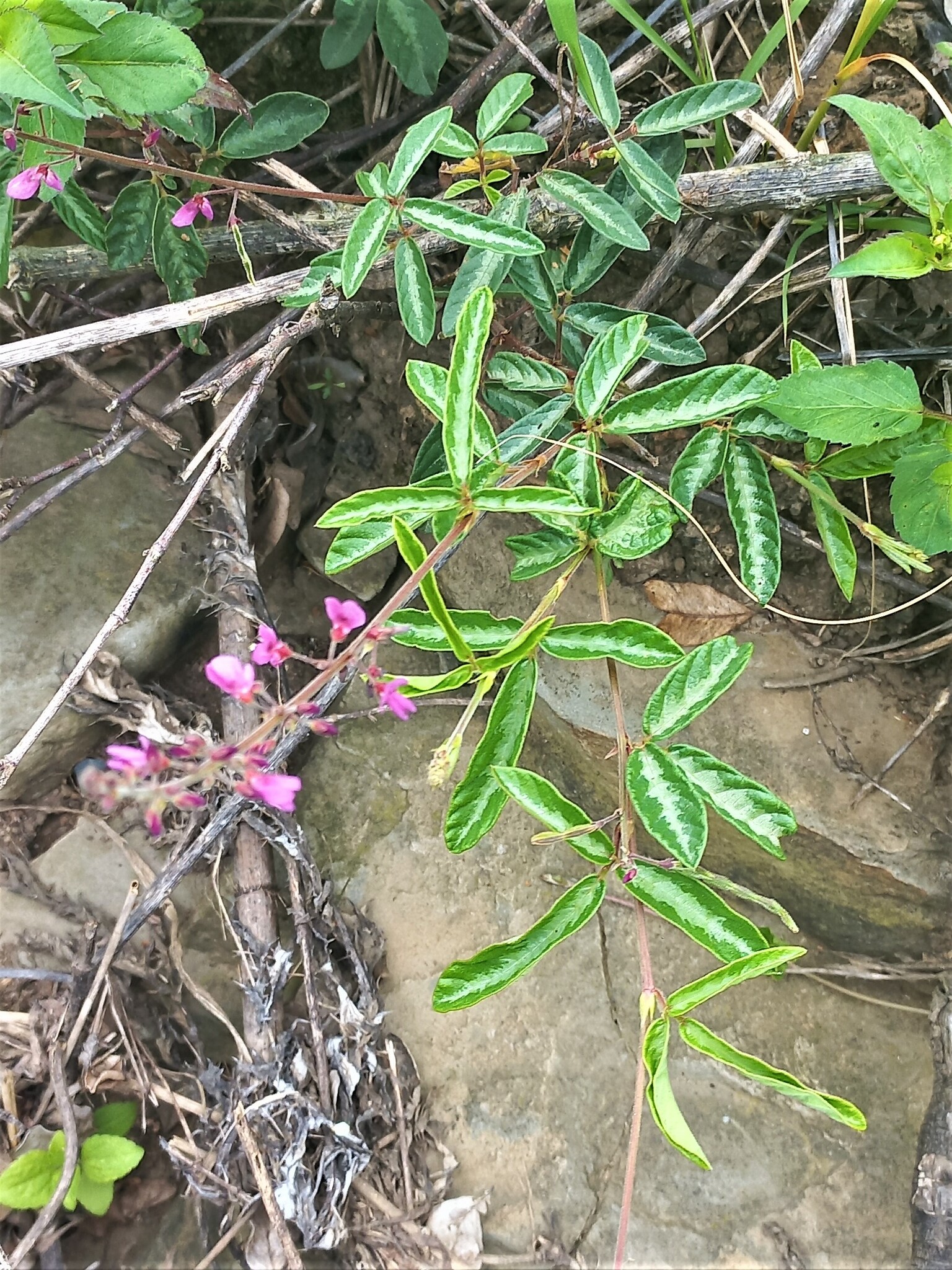 Desmodium incanum (Sw.) DC.
