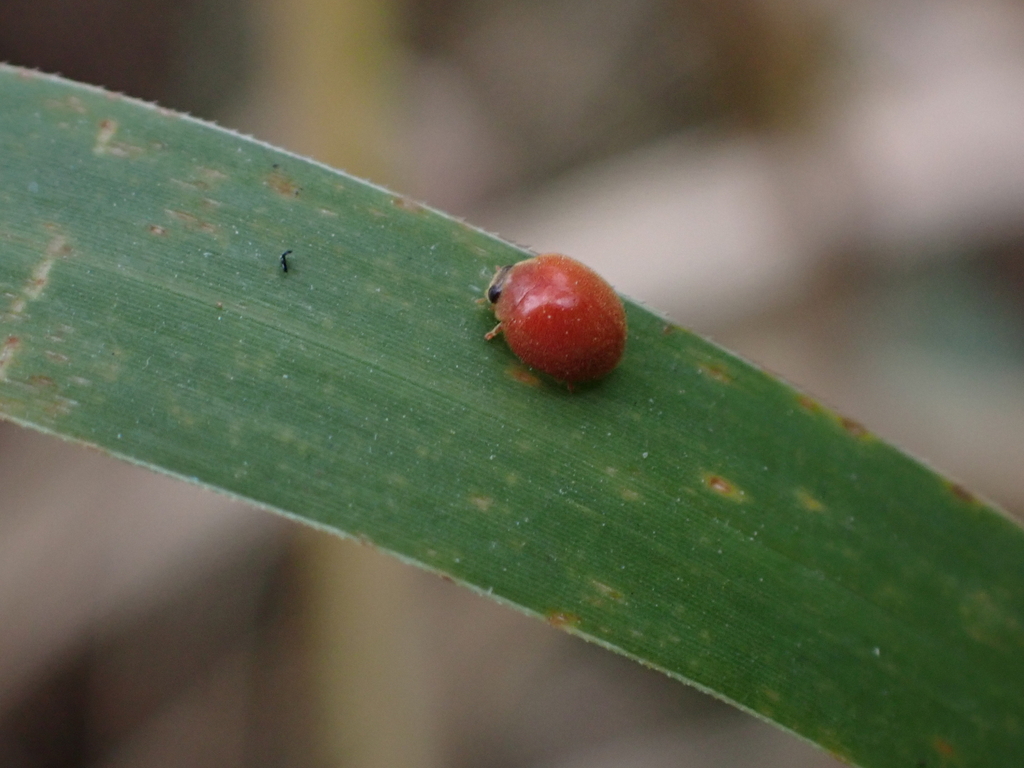 Novius pumilus from 台灣台東縣 on December 12, 2022 at 02:08 PM by 野一點 A ...