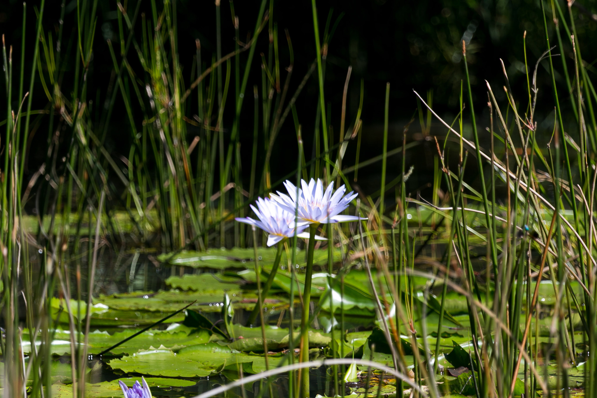 Nymphaea L.