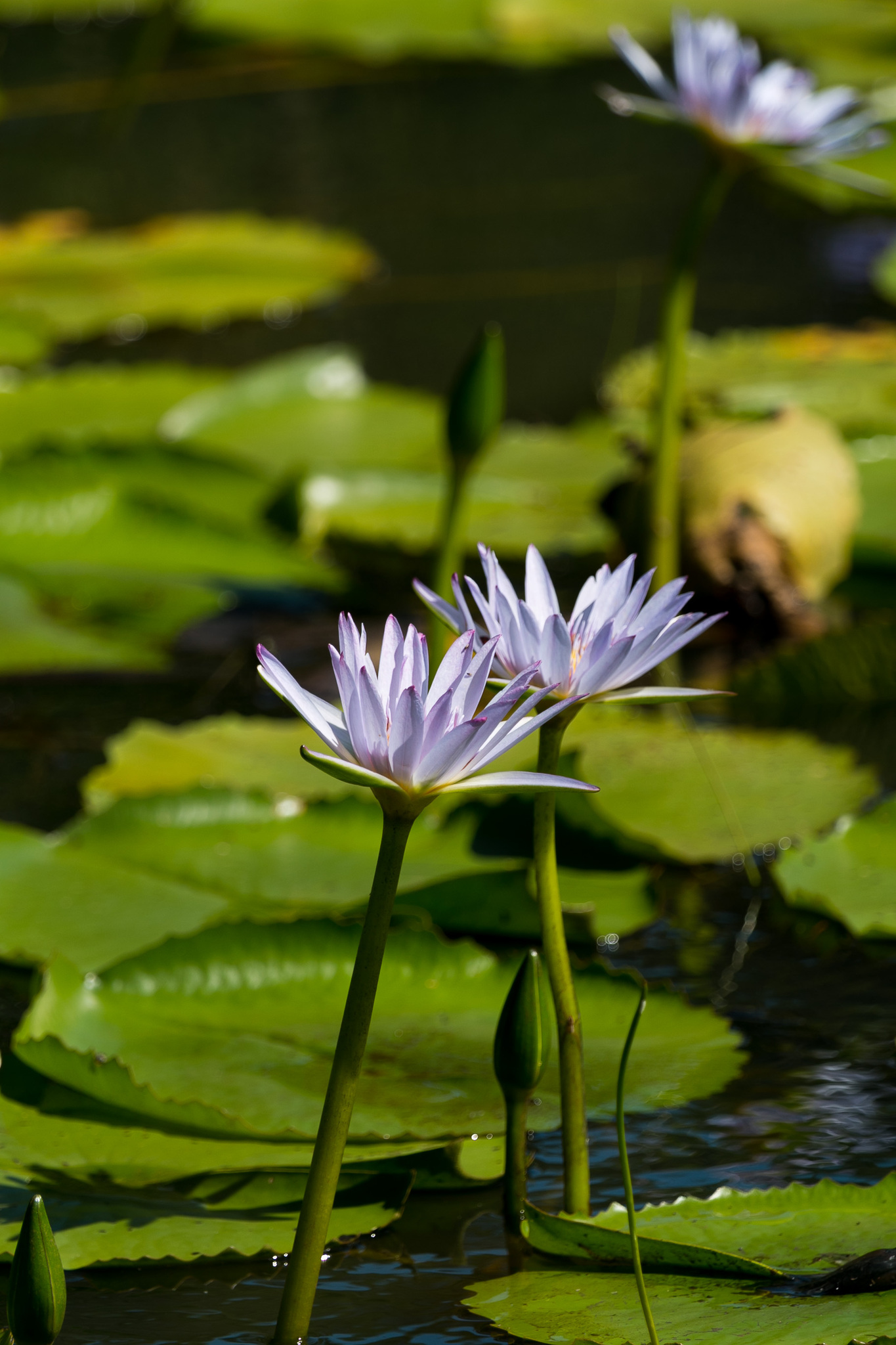 Nymphaea L.