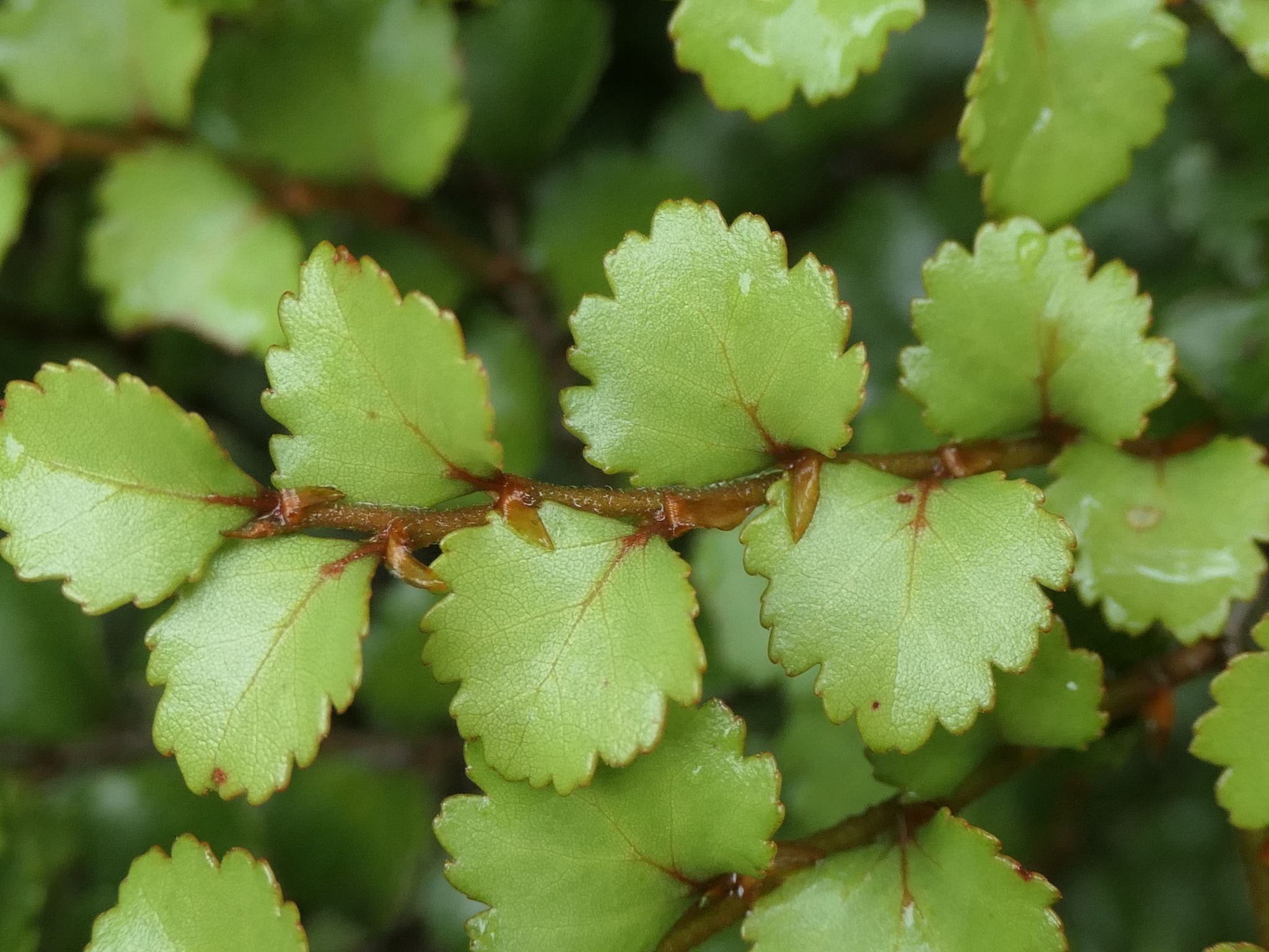 Nothofagus Blume