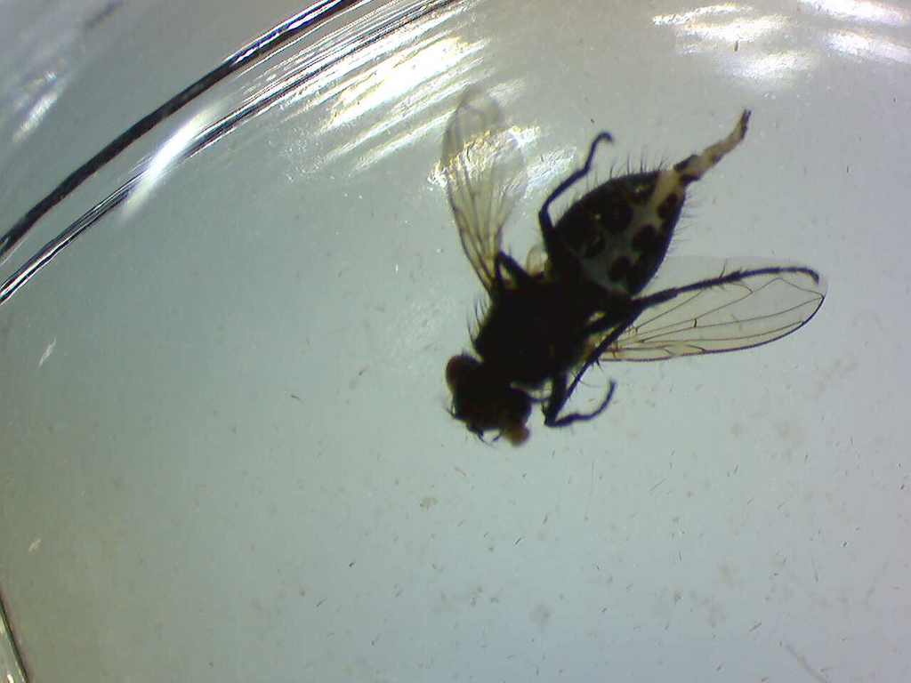 Pollenia pediculata (Arthropodes du CO Vuillonnex) · iNaturalist