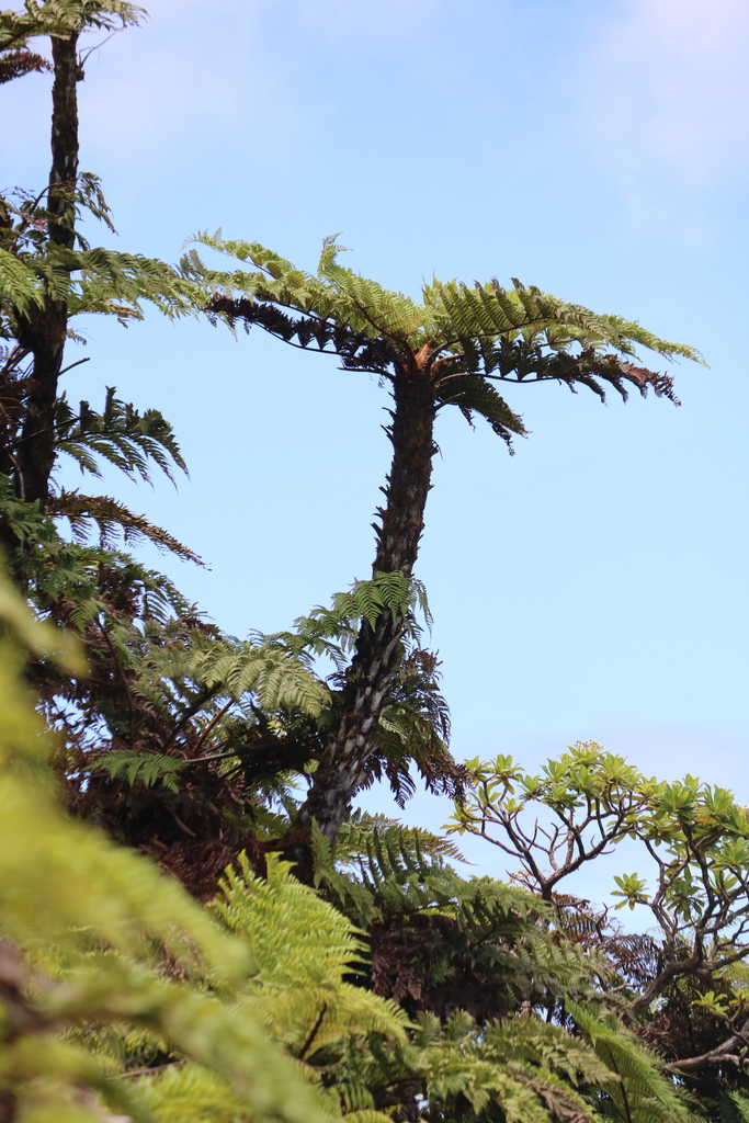 Saint Helena tree fern in January 2023 by Nick Leggatt · iNaturalist