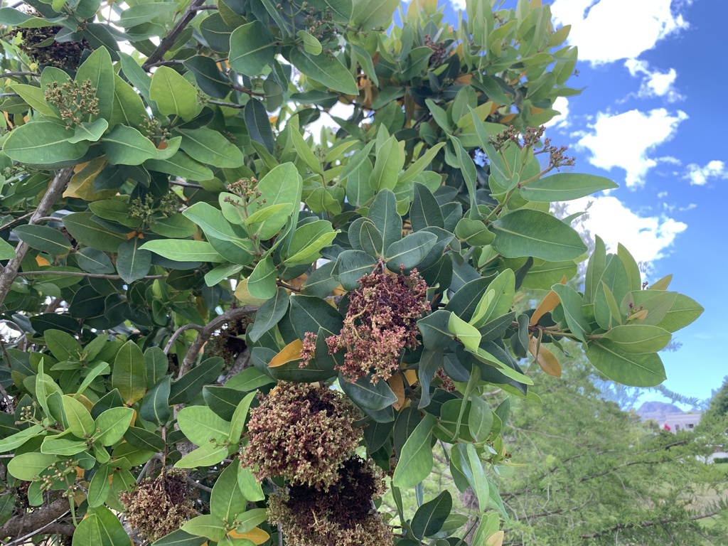 Water Berry from Van Reede, Stellenbosch, WC, ZA on January 11, 2023 at ...