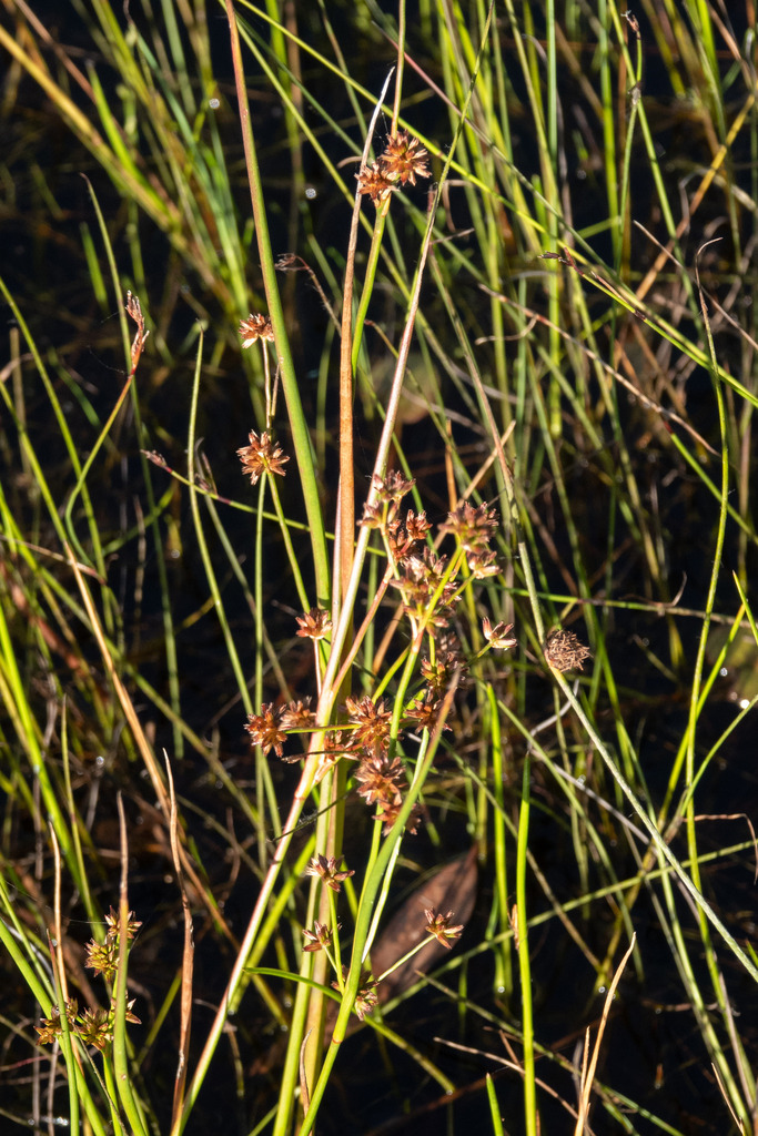 Juncus holoschoenus from Douglas VIC 3409, Australia on December 16 ...