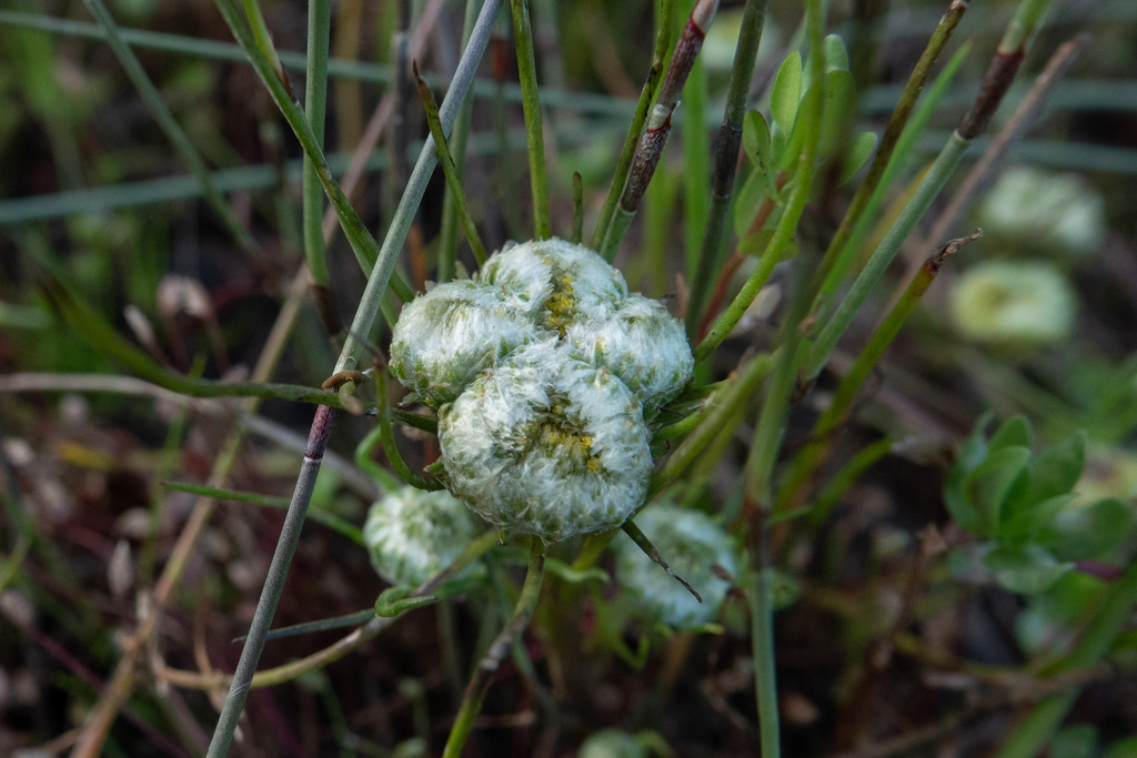 woolly-heads from Douglas VIC 3409, Australia on December 16, 2022 at ...