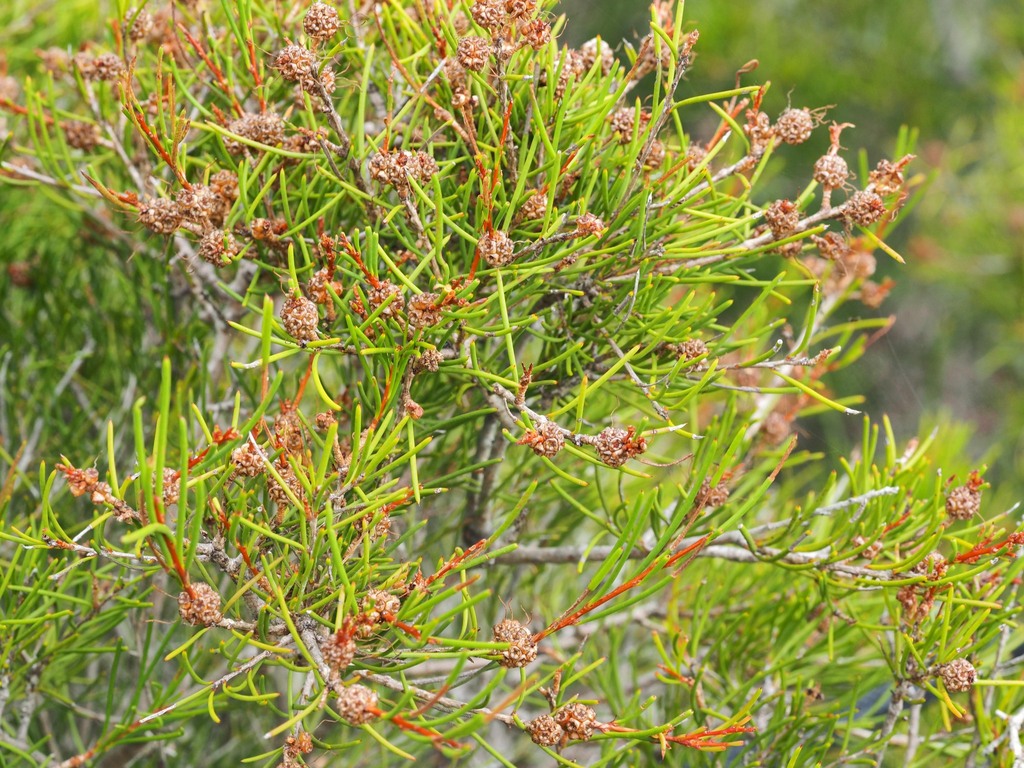 prickly-leaved paperbark from Mount Coolum, Maroochy - Coastal North ...