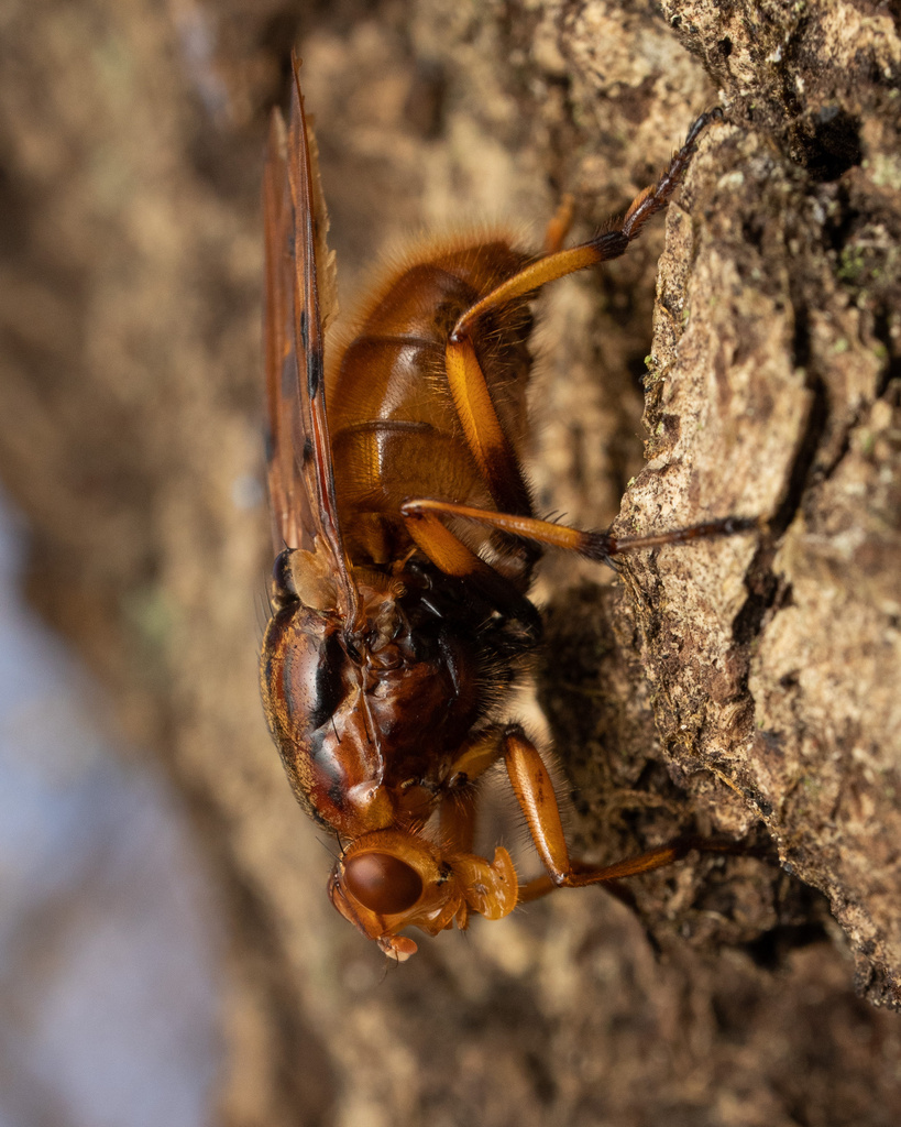 Dryomyza formosa in December 2022 by emura_atka · iNaturalist