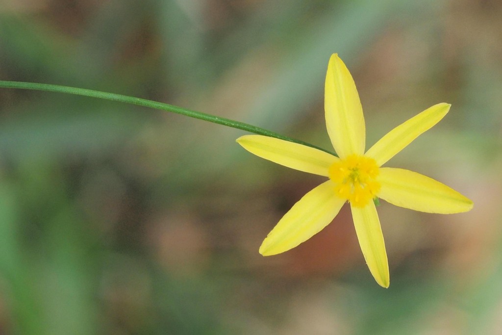 yellow rush-lily from Mount Coolum, Maroochy - Coastal North ...