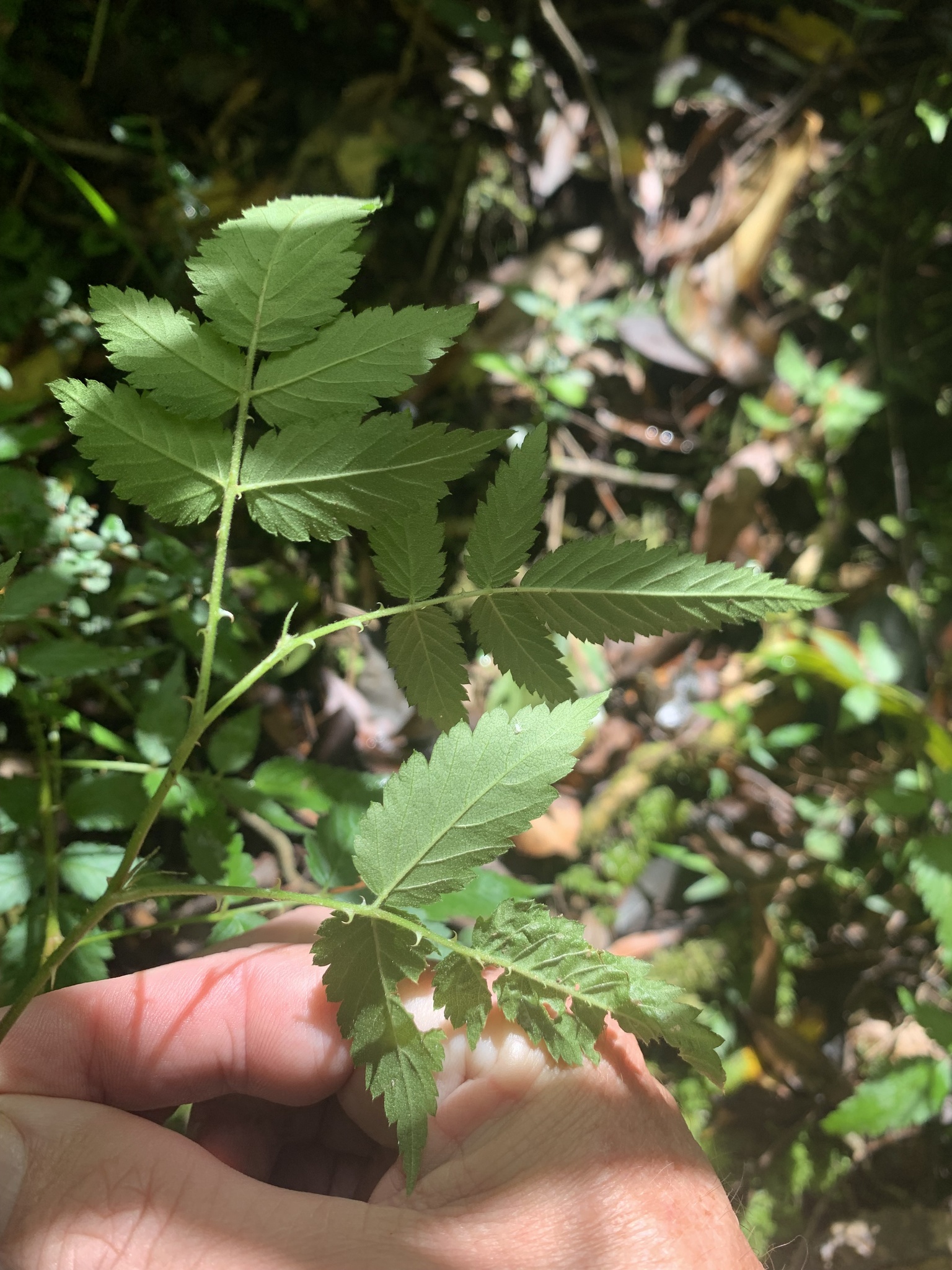 Rubus rosifolius Sm.