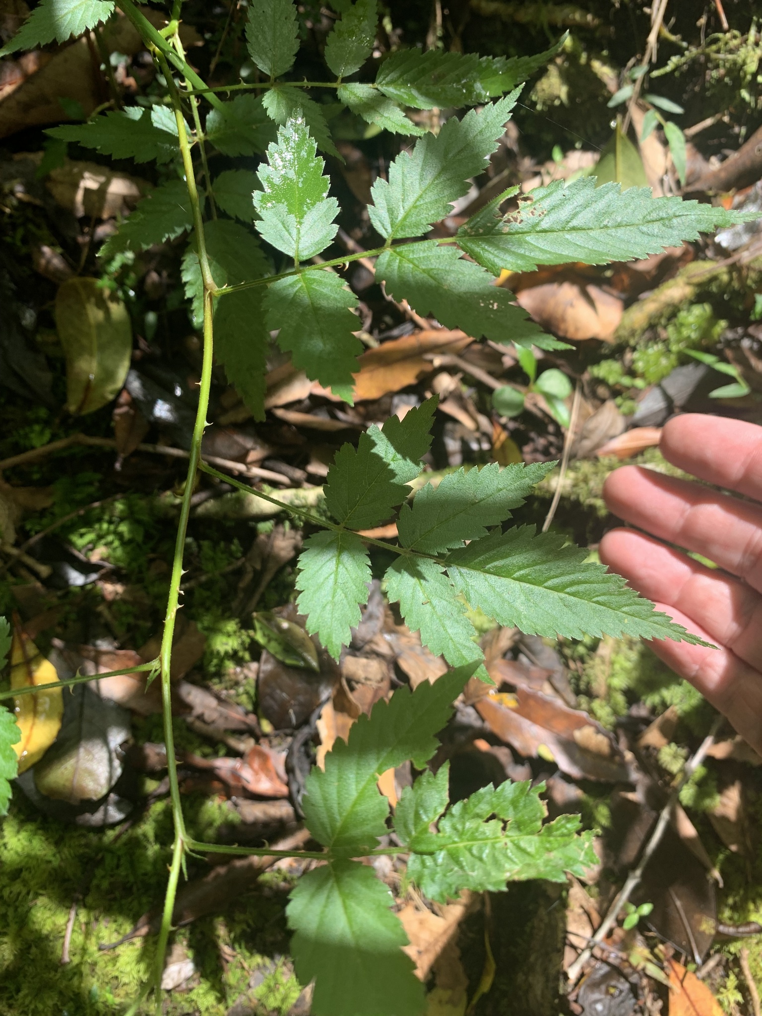 Rubus rosifolius Sm.