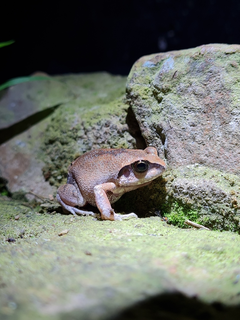 Common Squeaker from Chirinda Forest on January 7, 2023 at 08:49 PM by ...