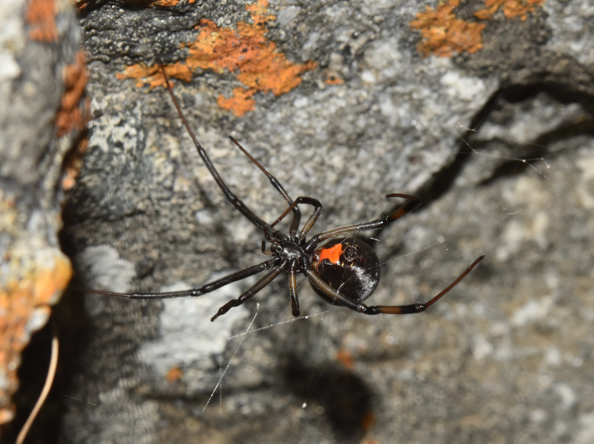 Latrodectus geometricus C.L.Koch, 1841