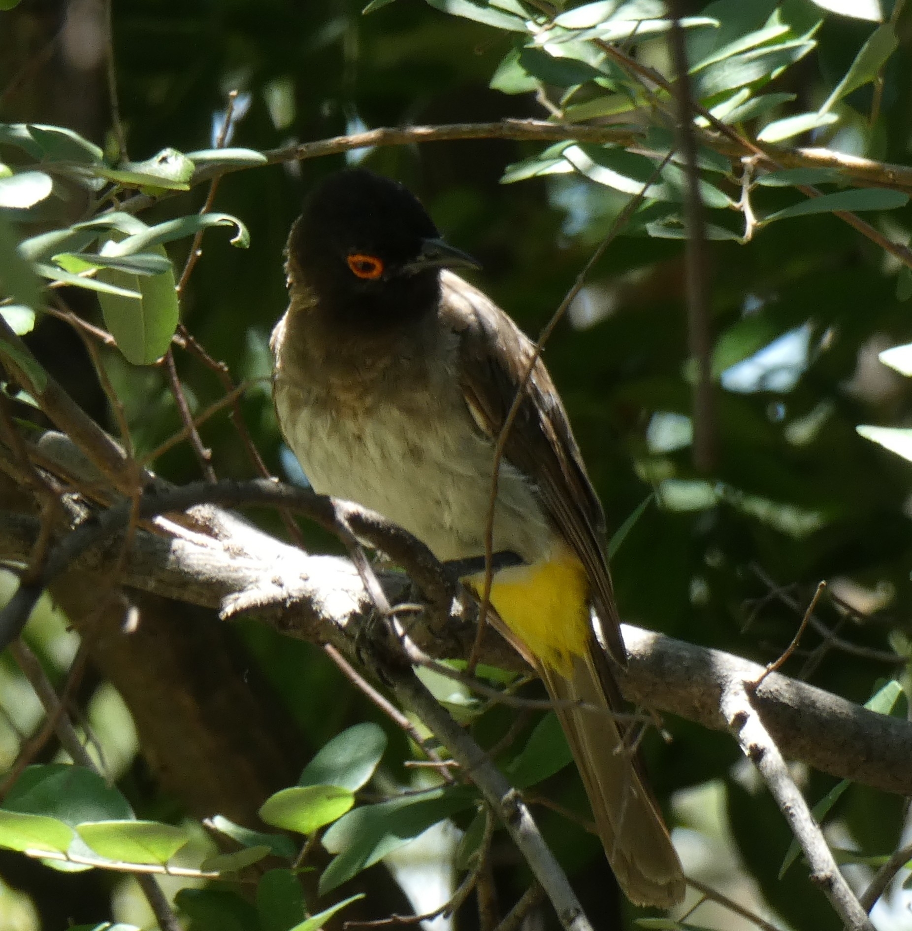 Pycnonotus nigricans (Vieillot, 1818)