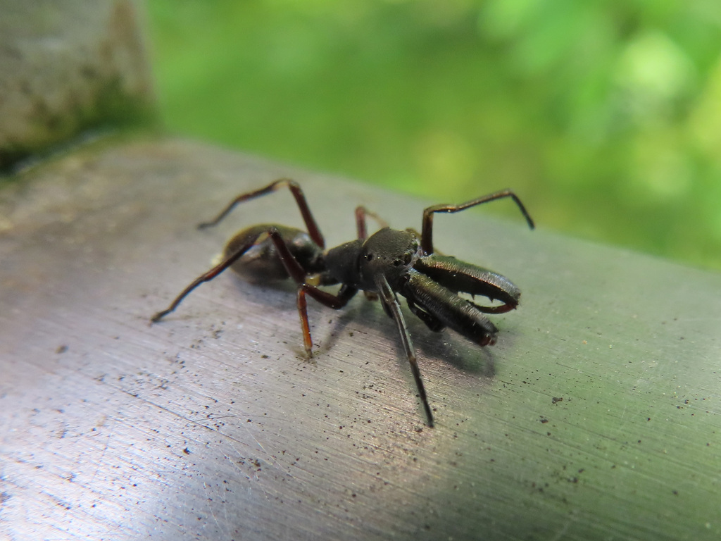 Japanese Ant-mimic Spider from Район Аоба, Сендай, Мияги, Япония on May ...