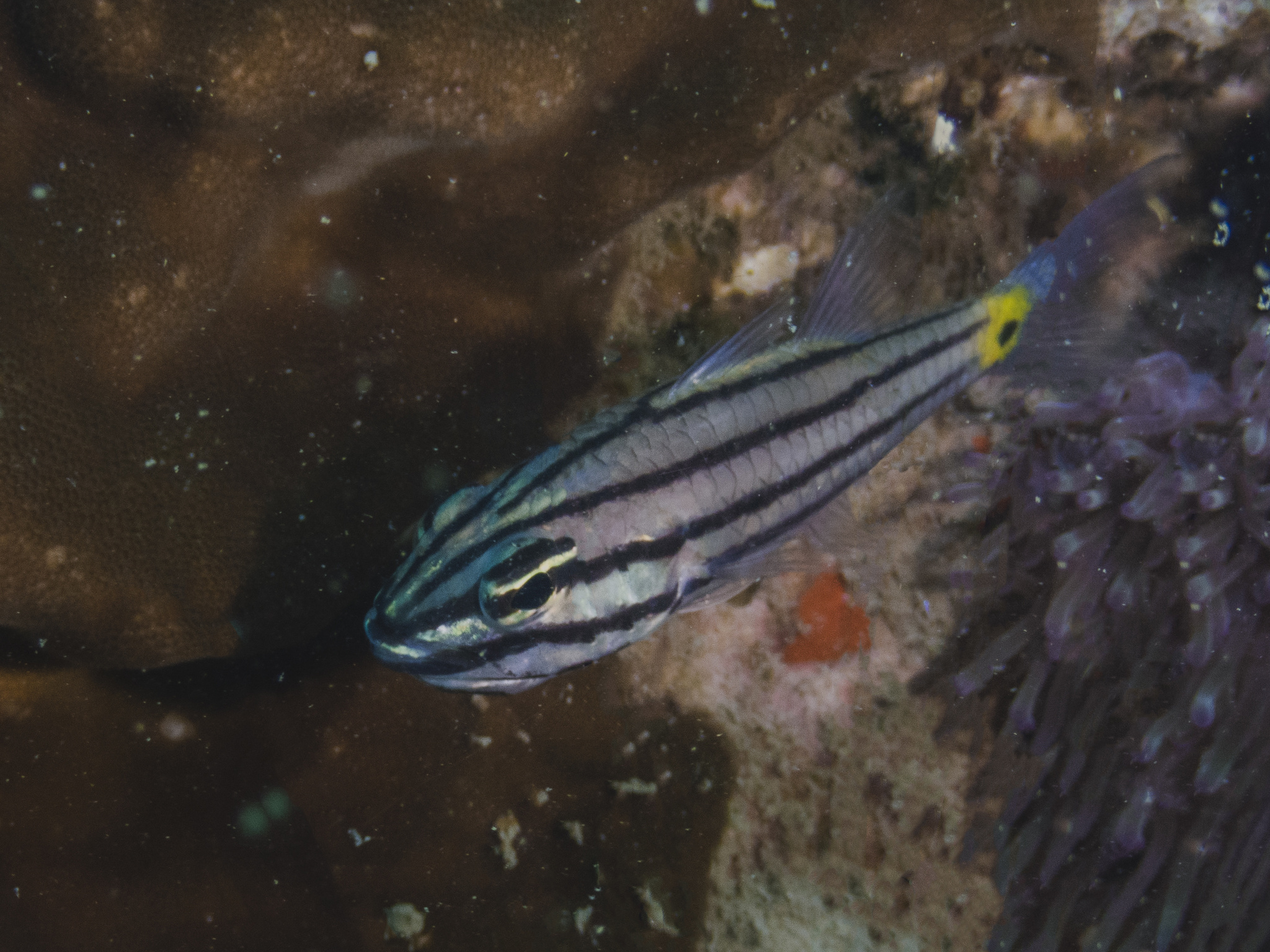 Apogonidae