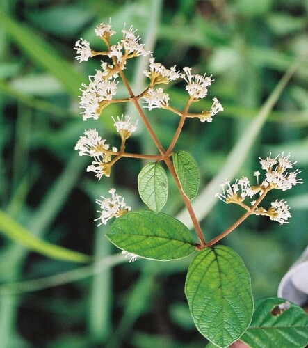 Genus Rutidea · iNaturalist Guatemala
