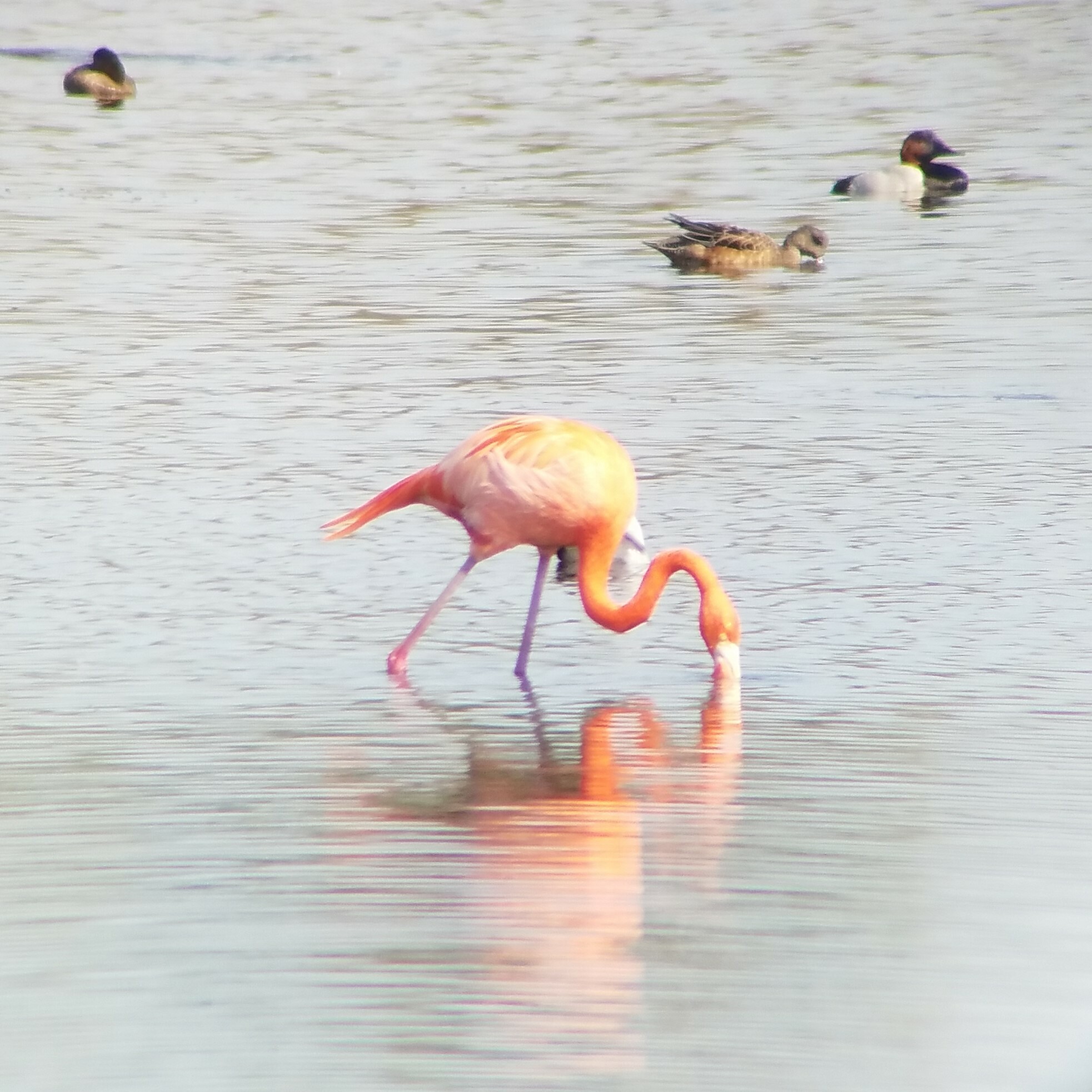 Phoenicopterus ruber Linnaeus, 1758