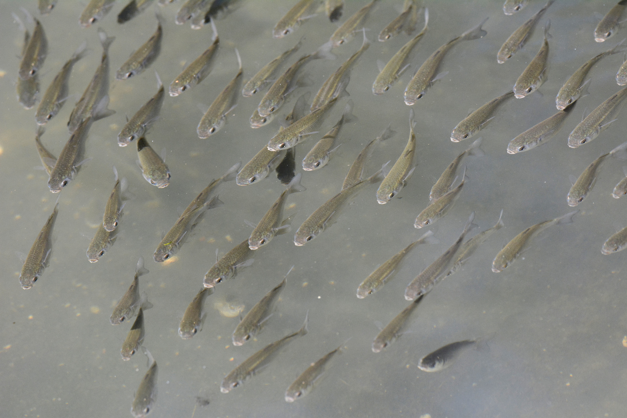 Mugil cephalus Linnaeus, 1758