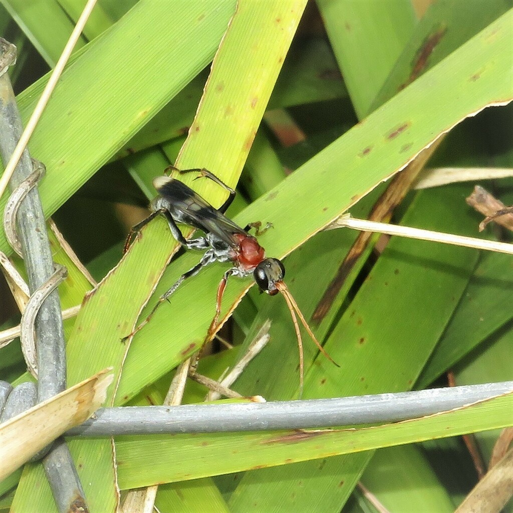 Spider Wasps from Wallaga Lake NSW 2546, Australia on January 07, 2023 ...