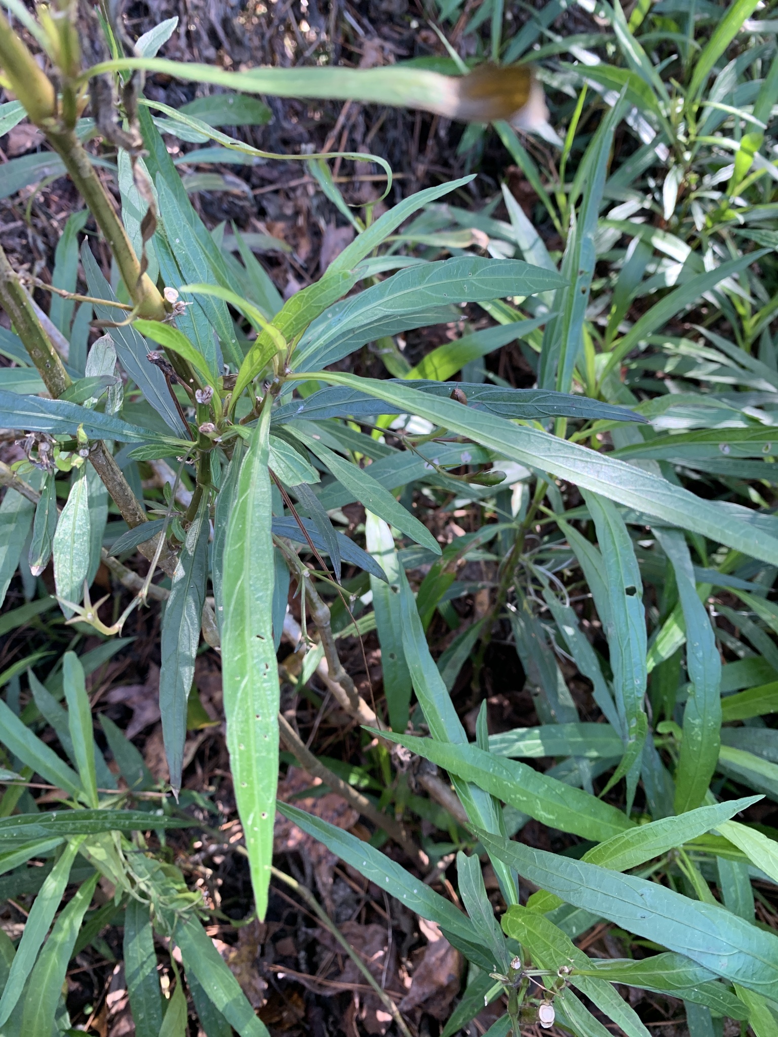Ruellia simplex Wright