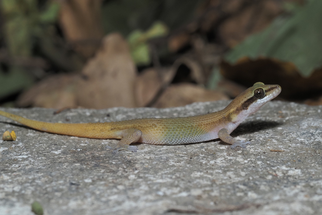 Black-spotted Leaf-toed Gecko in January 2023 by arthur_ensis · iNaturalist