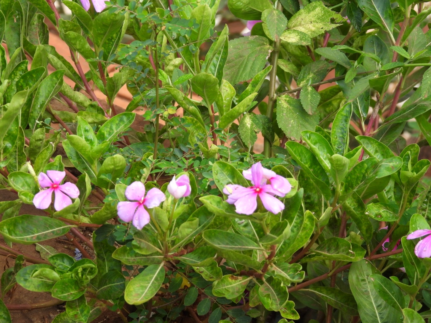 Catharanthus roseus (L.) G.Don