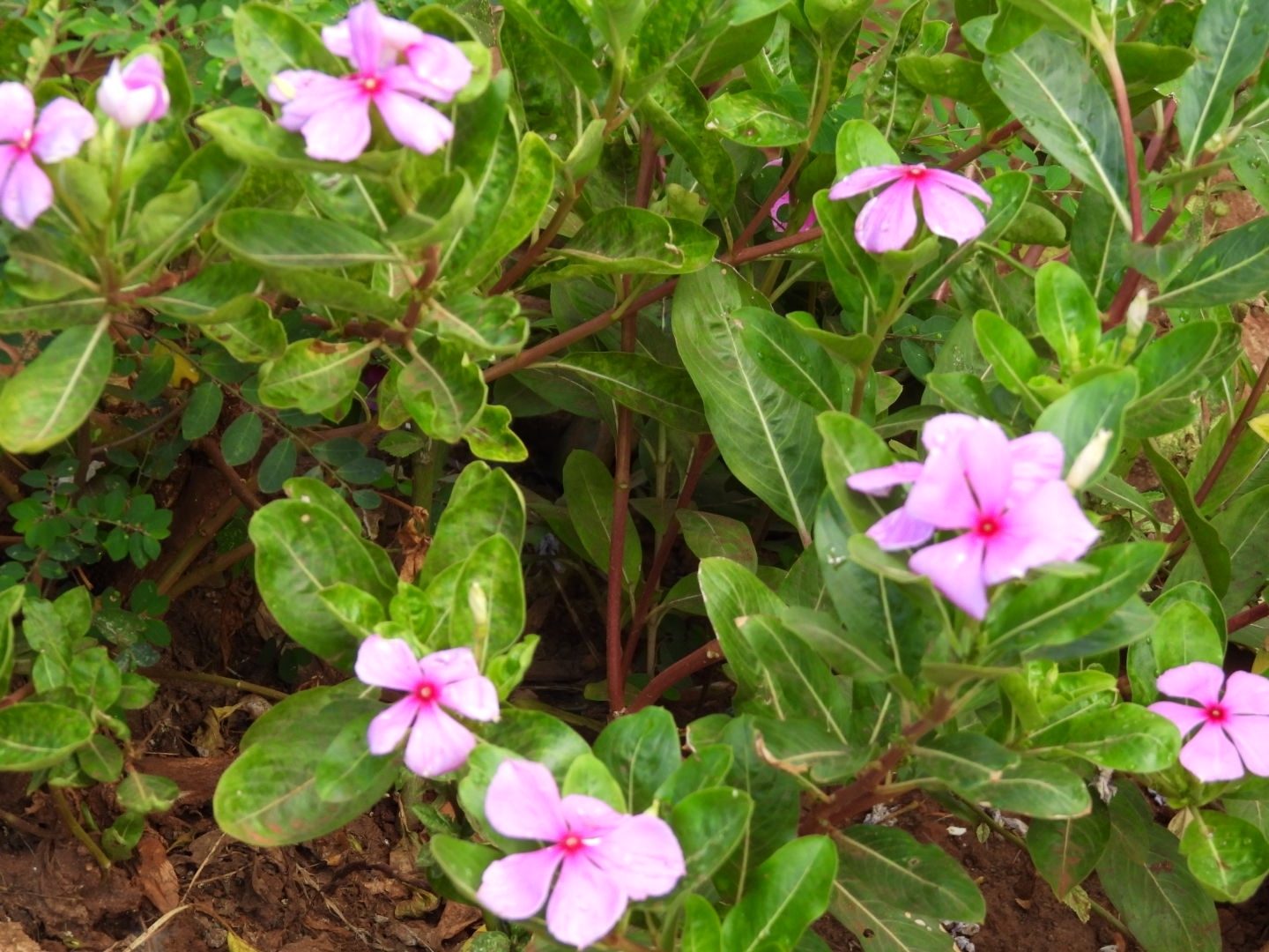 Catharanthus roseus (L.) G.Don