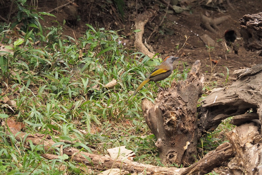 Assam Laughingthrush from 中国云南省保山市隆阳区 on December 21, 2016 at 10:01 AM ...