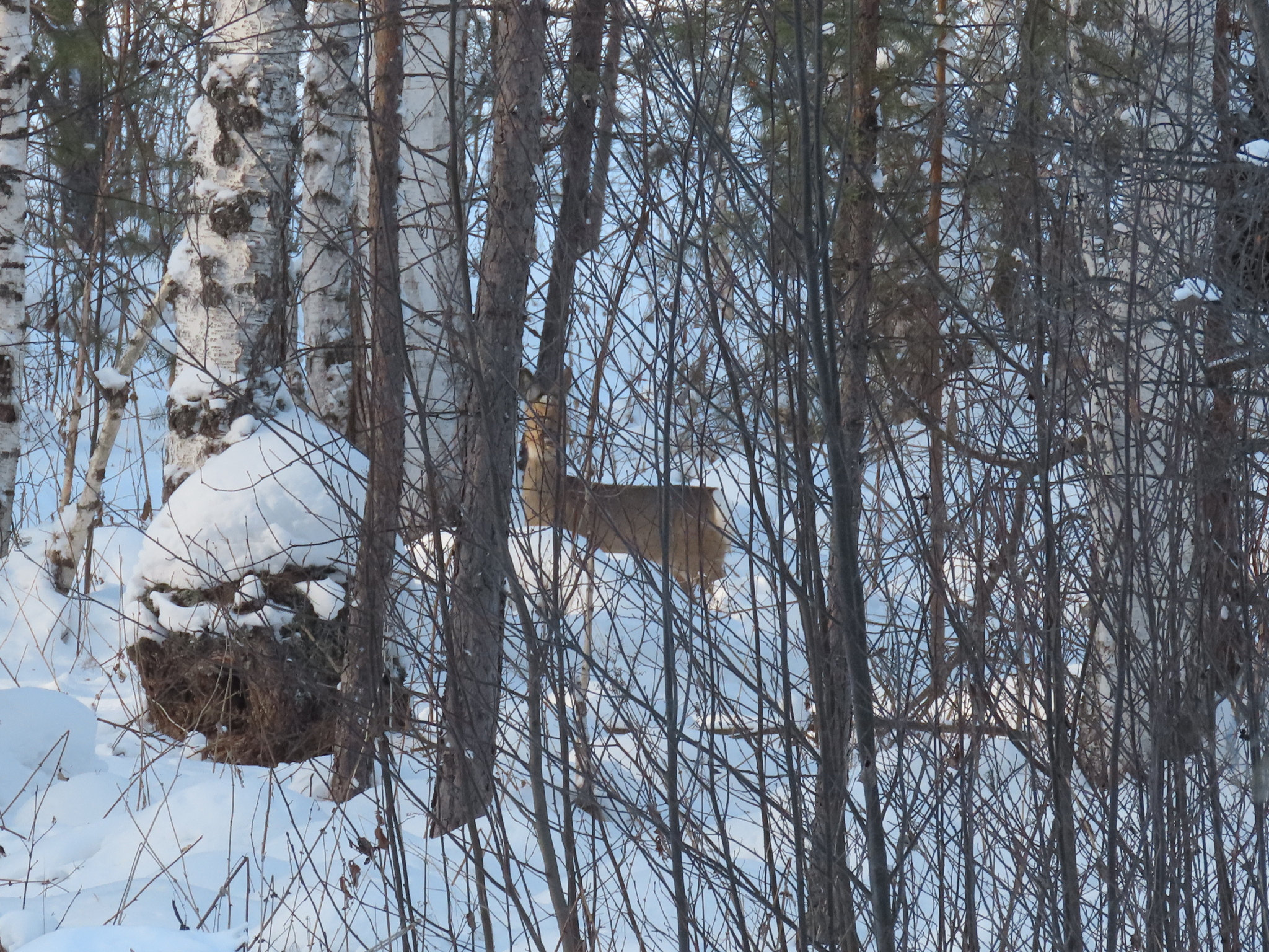 Capreolus pygargus (Pallas, 1771)