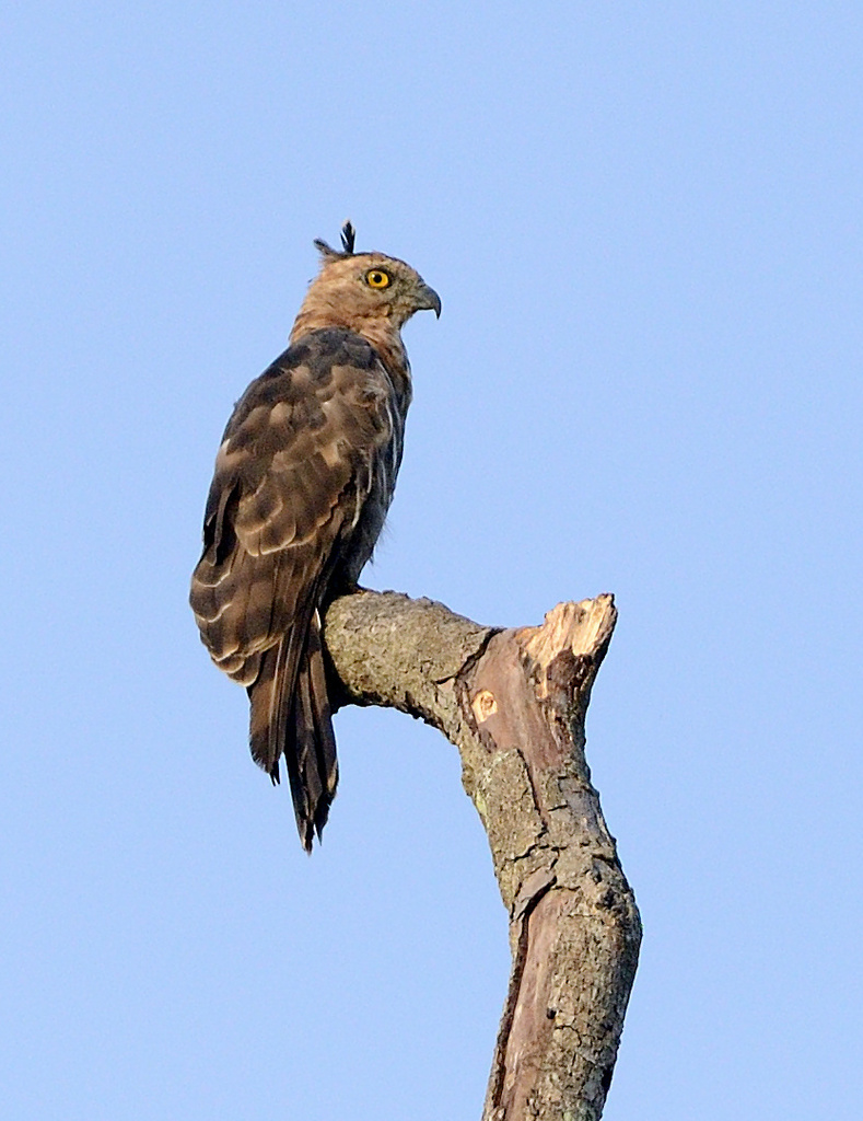Wallace's Hawk-Eagle in July 2016 by simben · iNaturalist