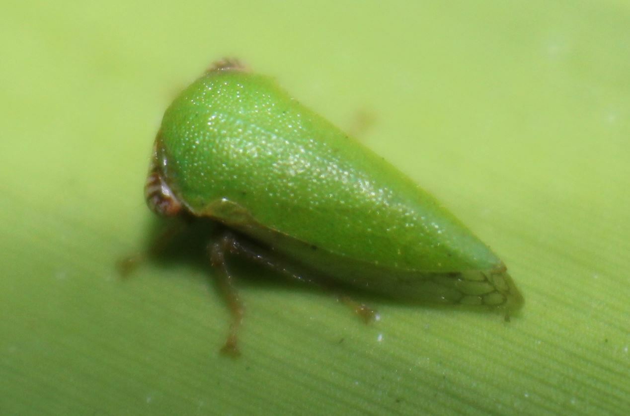 Membracidae