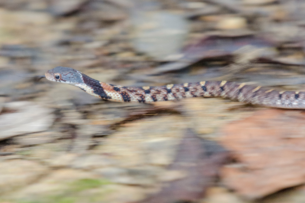 Big-eyed Bamboo Snake from Bạch Mã, Lộc Trì, Phú Lộc, Thừa Thiên Huế ...