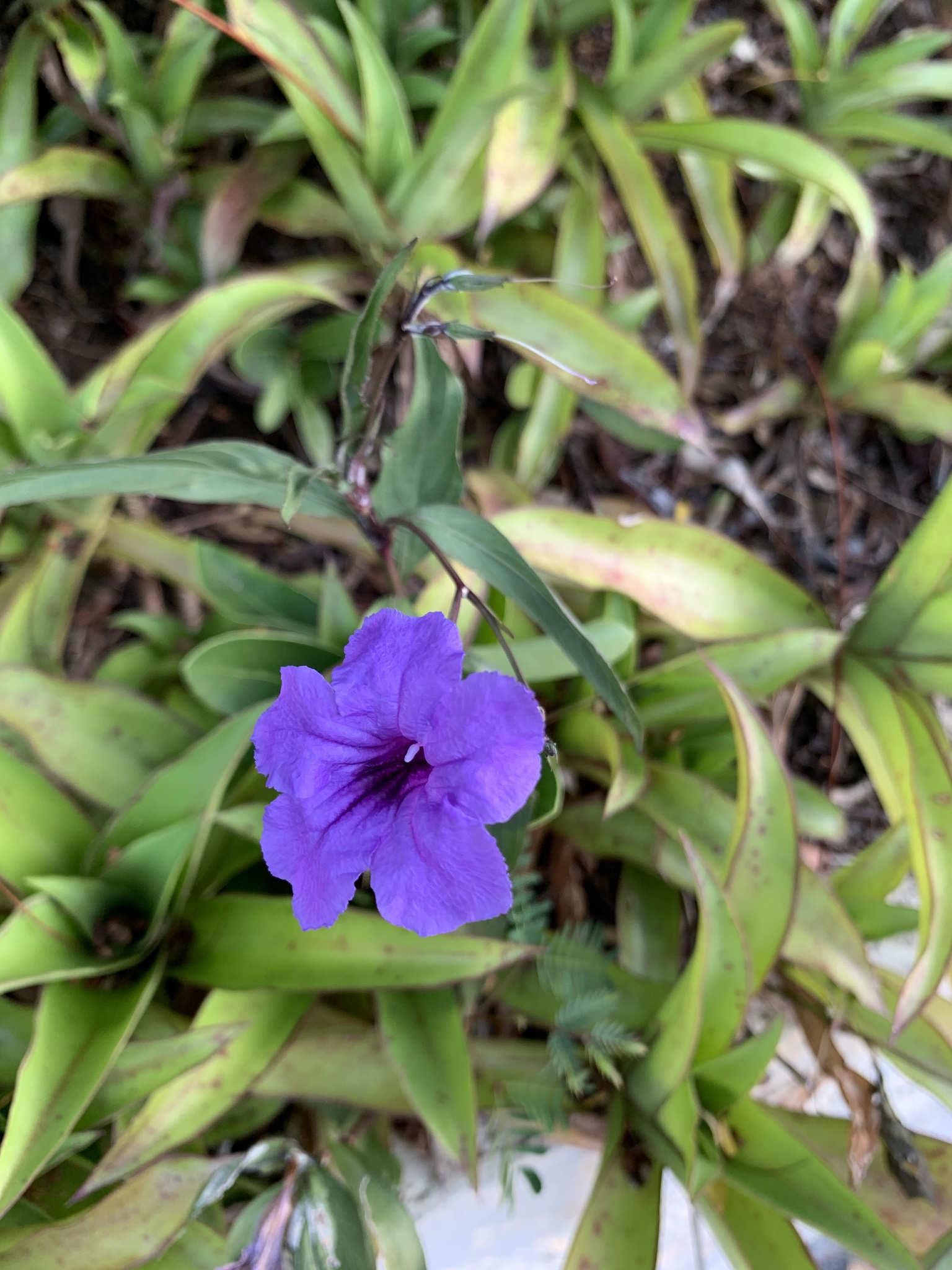 Ruellia simplex Wright