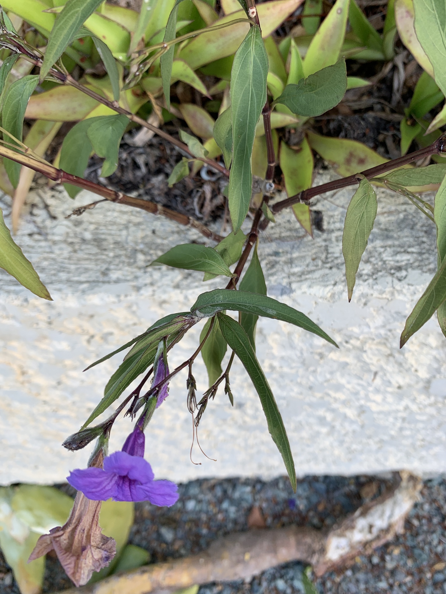 Ruellia simplex Wright