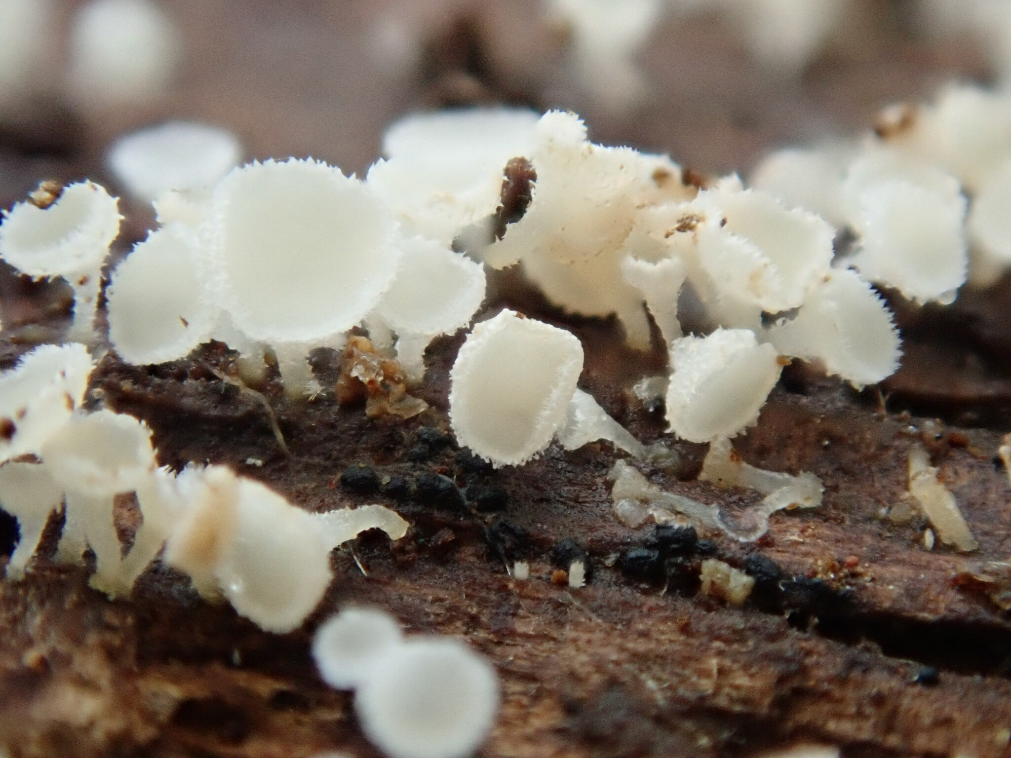 Lachnum virgineum (Batsch) P.Karst.