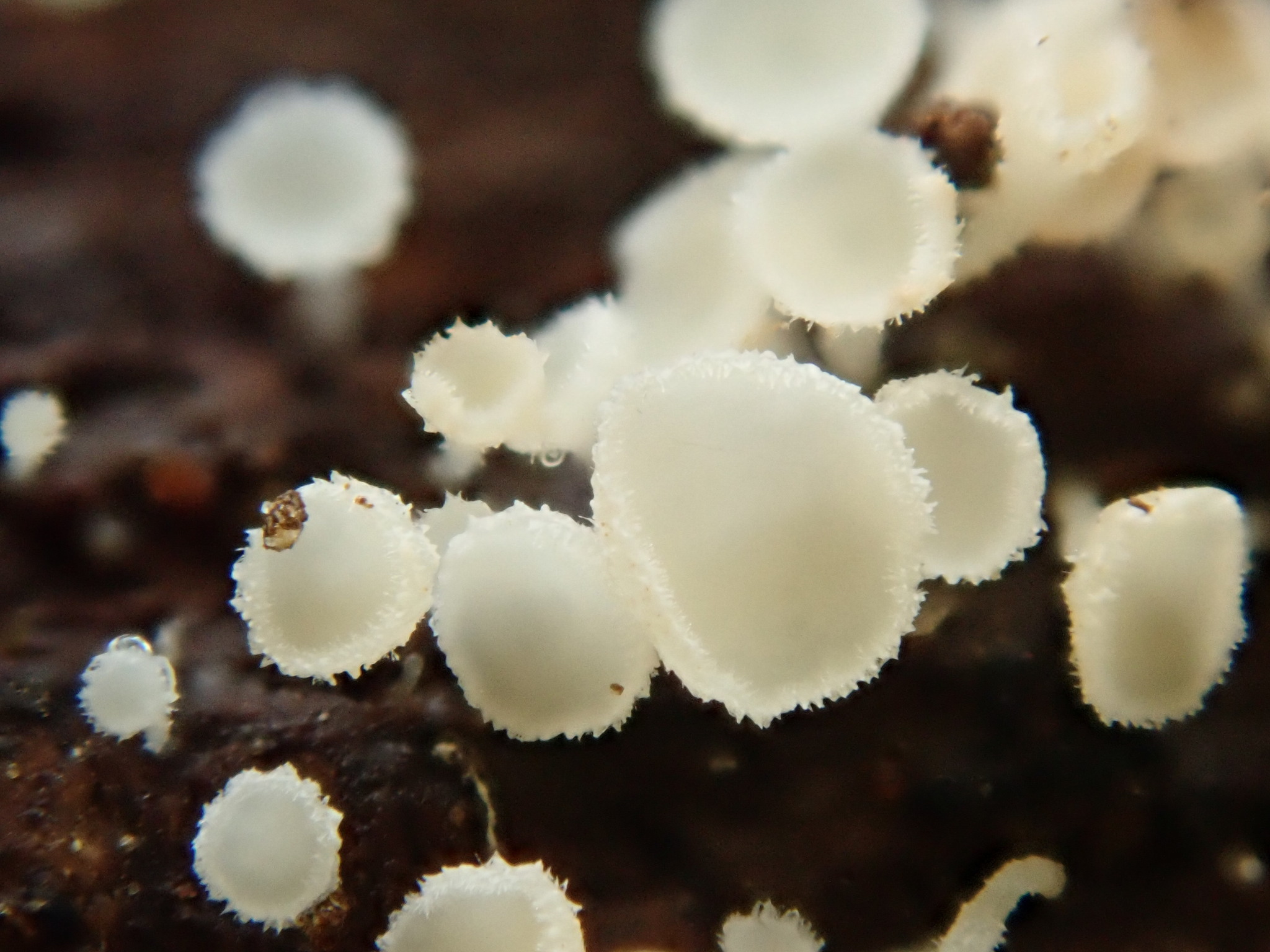 Lachnum virgineum (Batsch) P.Karst.