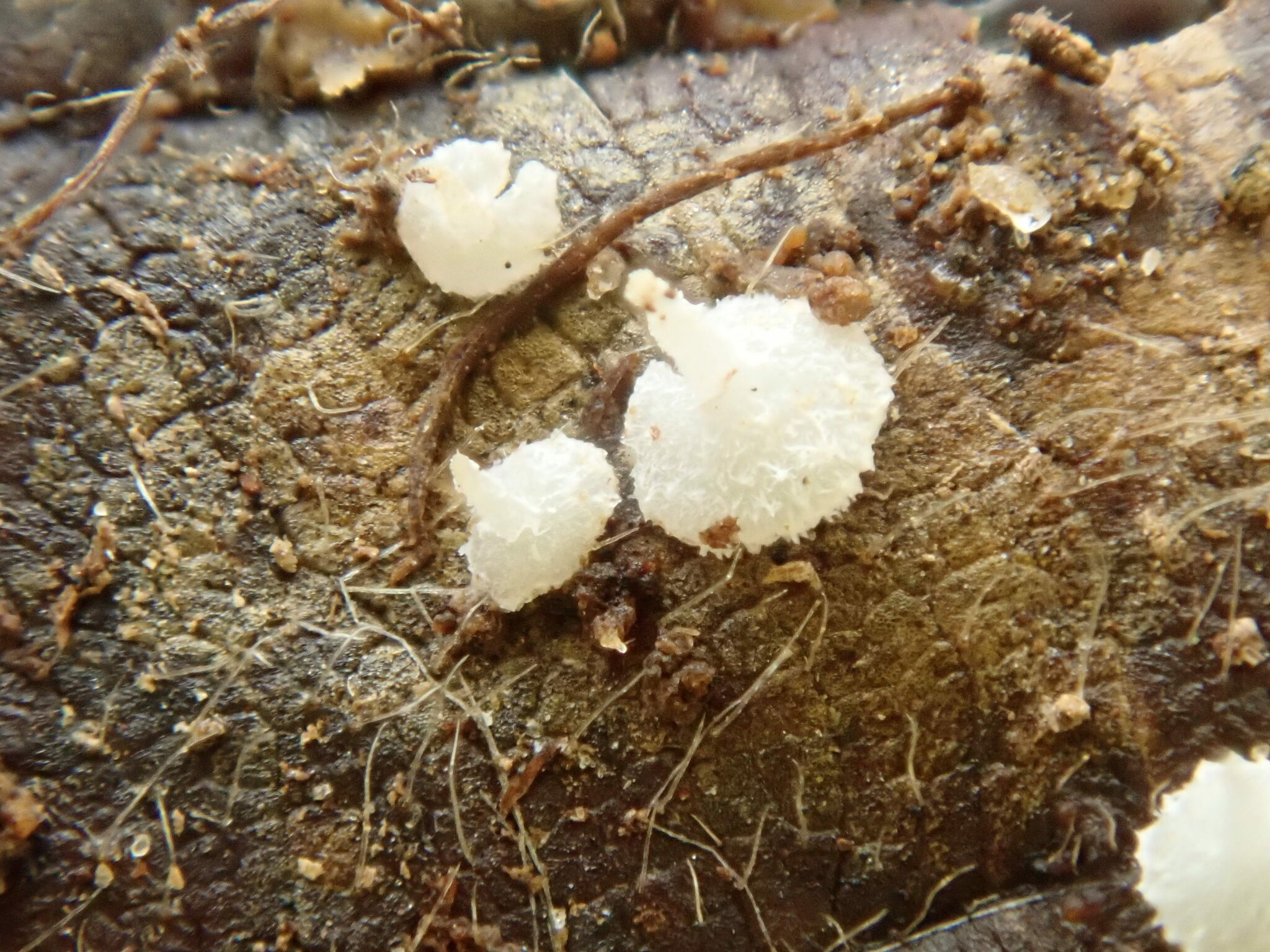 Lachnum virgineum (Batsch) P.Karst.