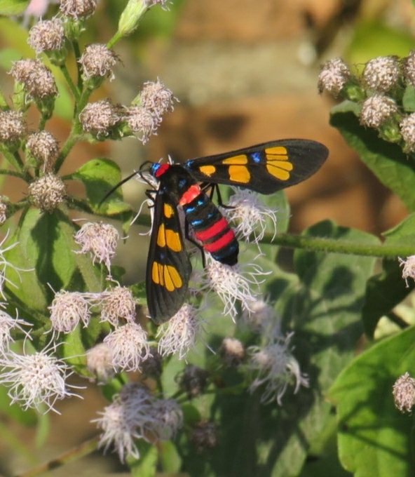 Euchromia polymena Linnaeus, 1758