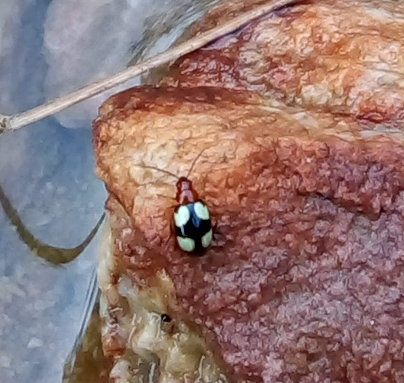 Monolepta signata (Olivier, 1808)