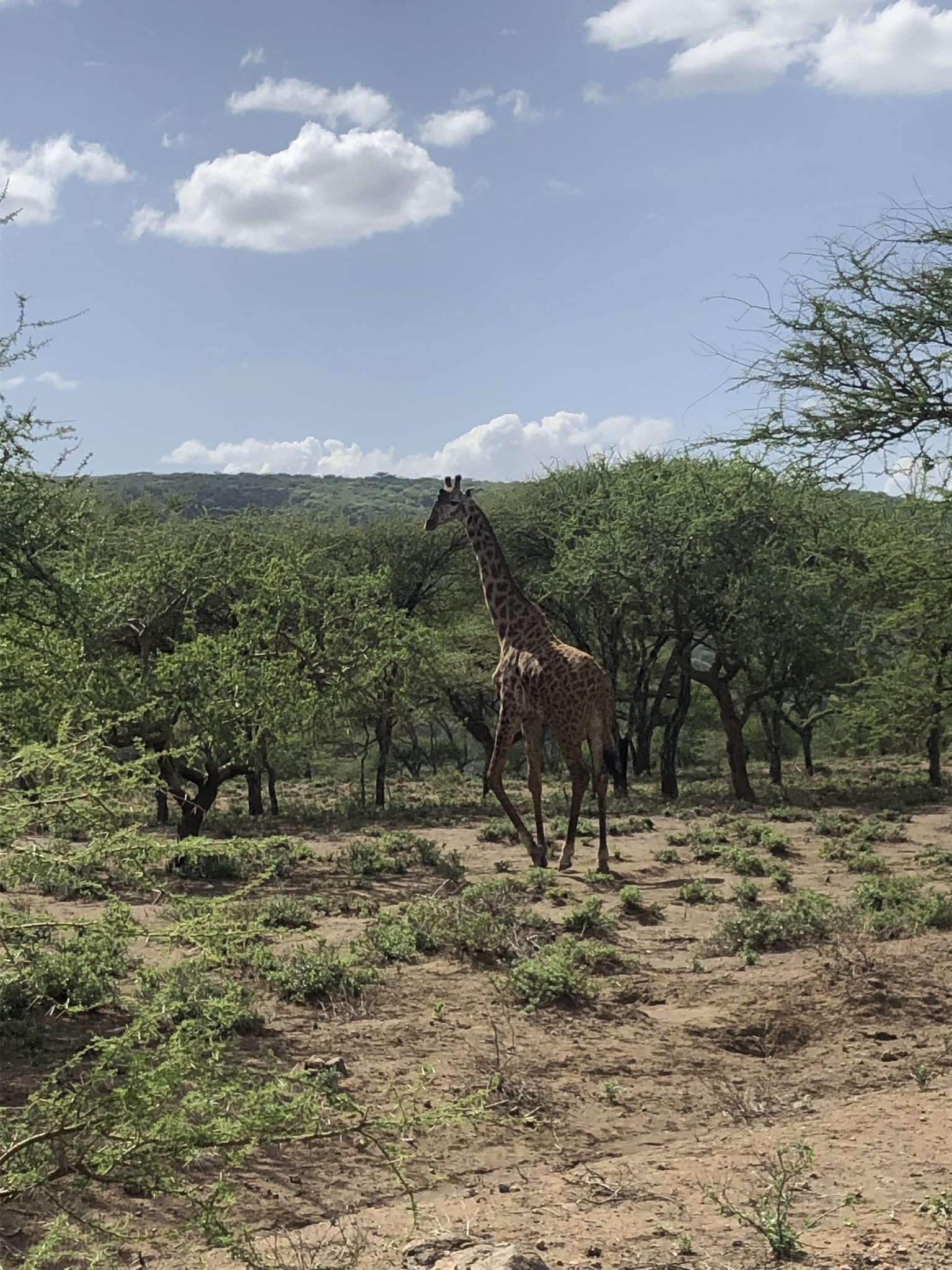 Giraffa camelopardalis (Linnaeus, 1758)