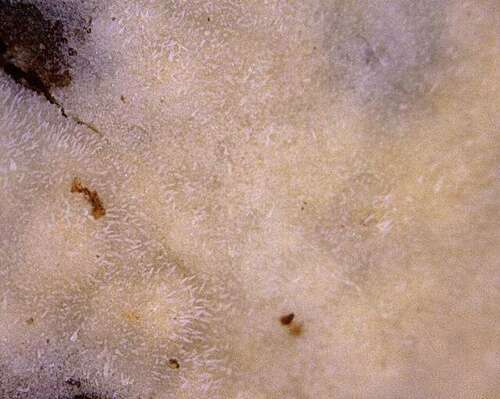 Hyphoderma puberum (Fungi of the Chagos Archipelago) · iNaturalist