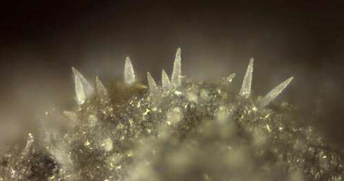 Hyphoderma puberum (Fungi of the Chagos Archipelago) · iNaturalist