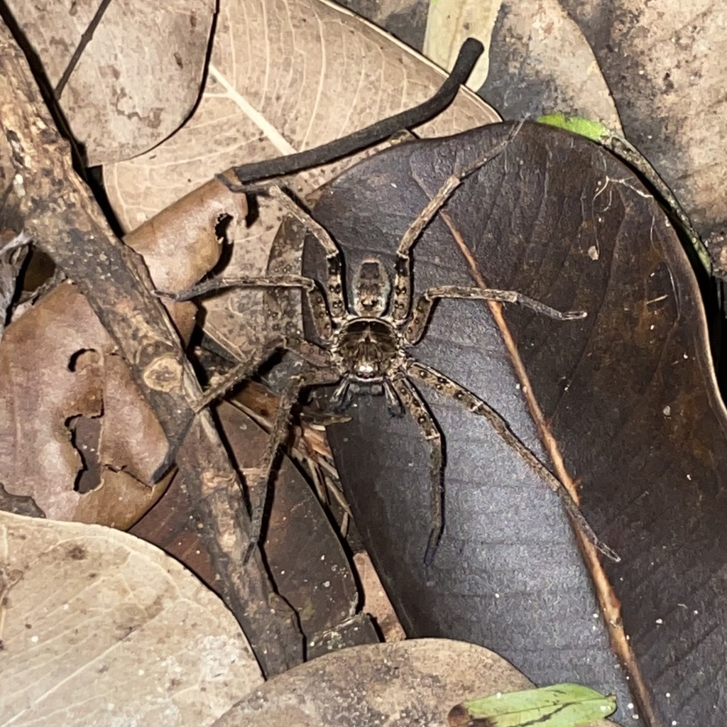 Giant Huntsman Spiders in January 2023 by Thanyarat Sukruan · iNaturalist