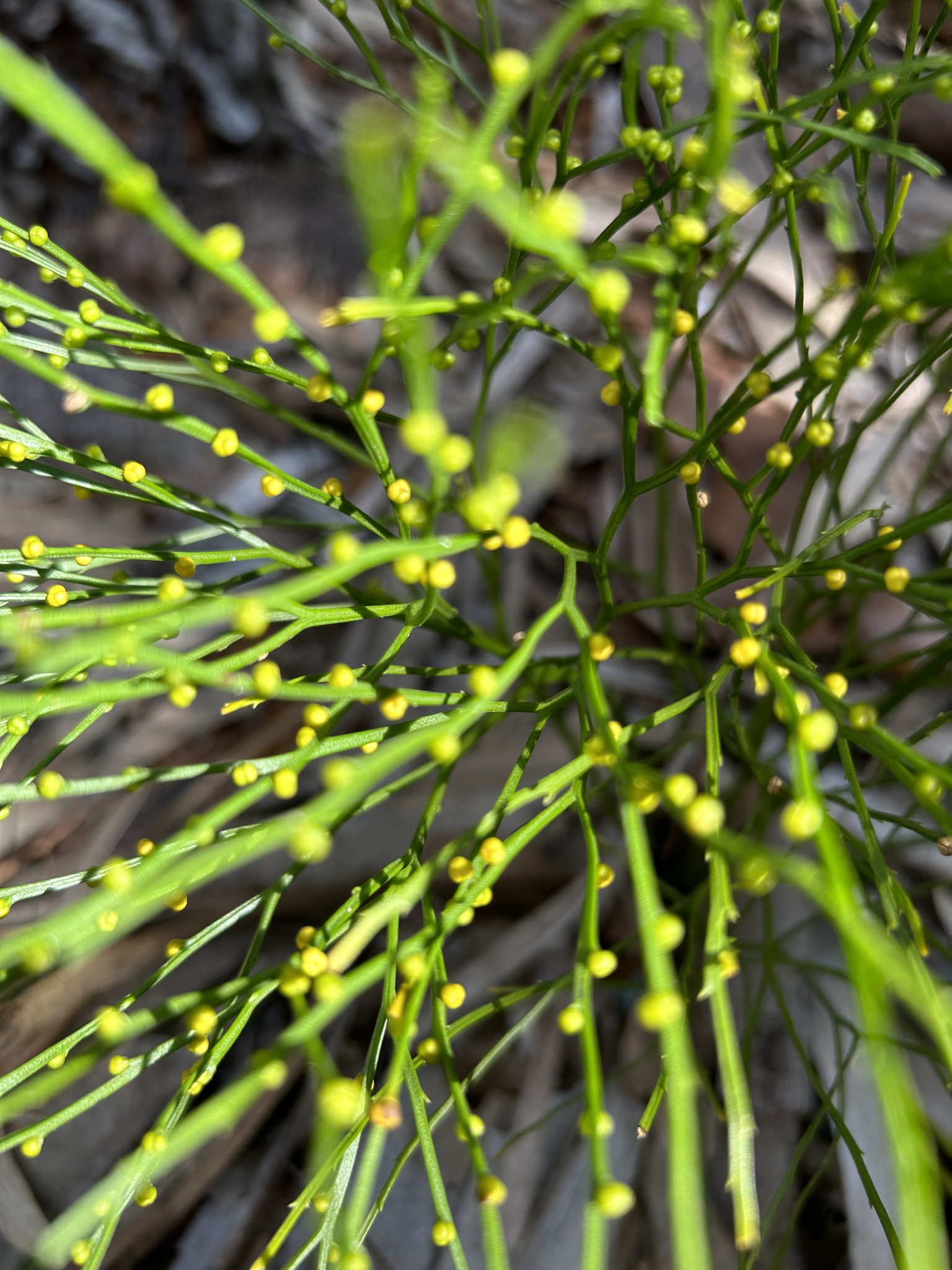 Psilotum Sw.