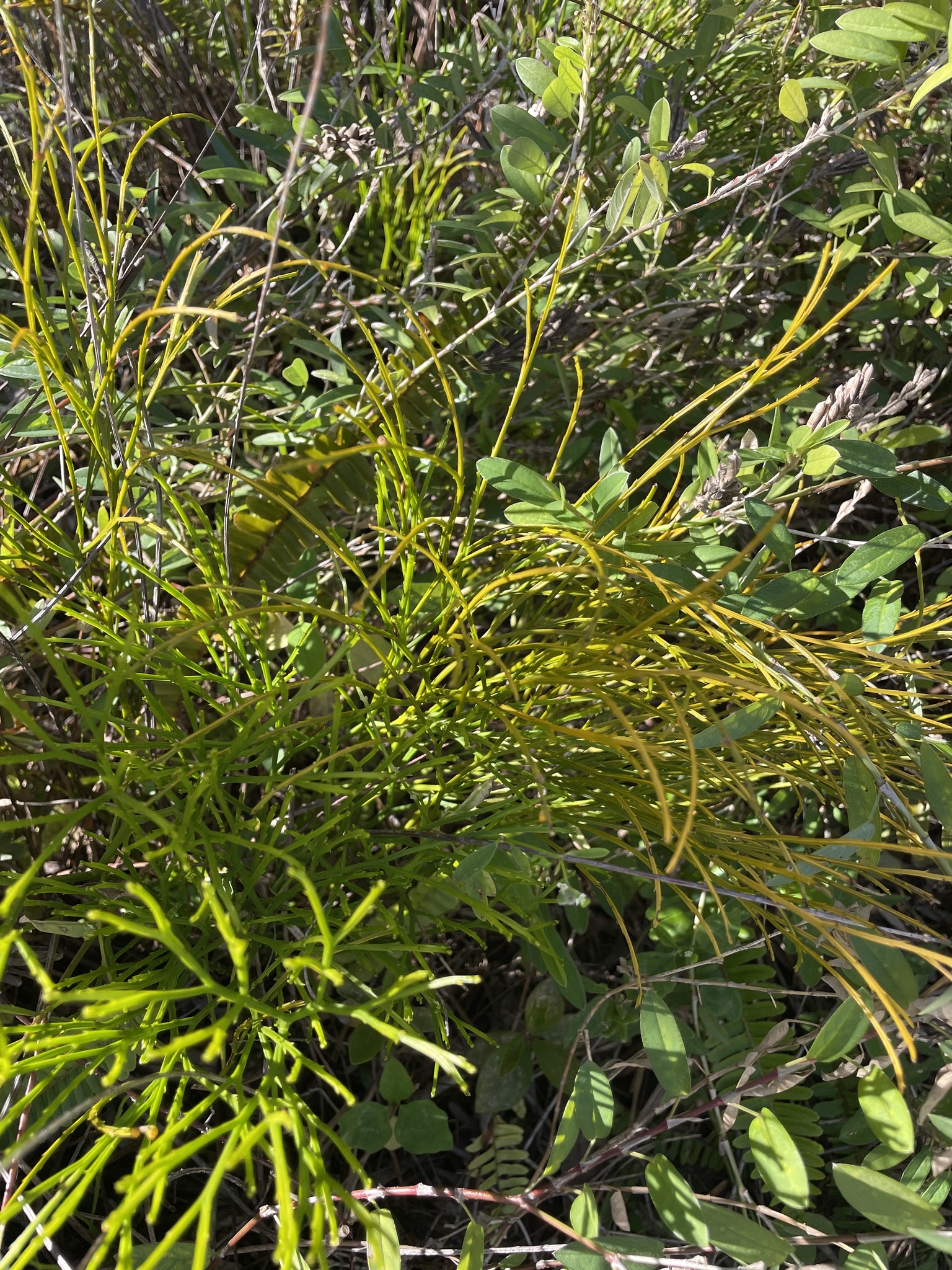 Psilotum nudum (L.) P.Beauv.