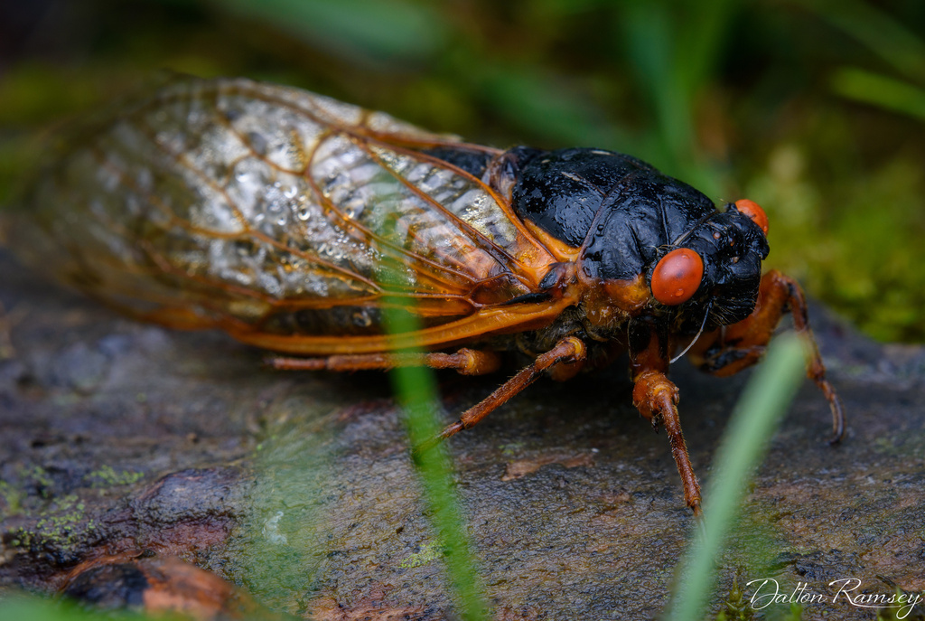 Periodical Cicadas from Highbanks Metro Park, Lewis Center, OH, US on ...