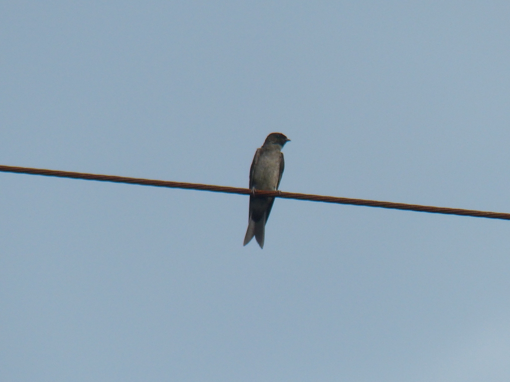 White-thighed Swallow from Bertioga, SP, 11250-000, Brasil on March 25 ...