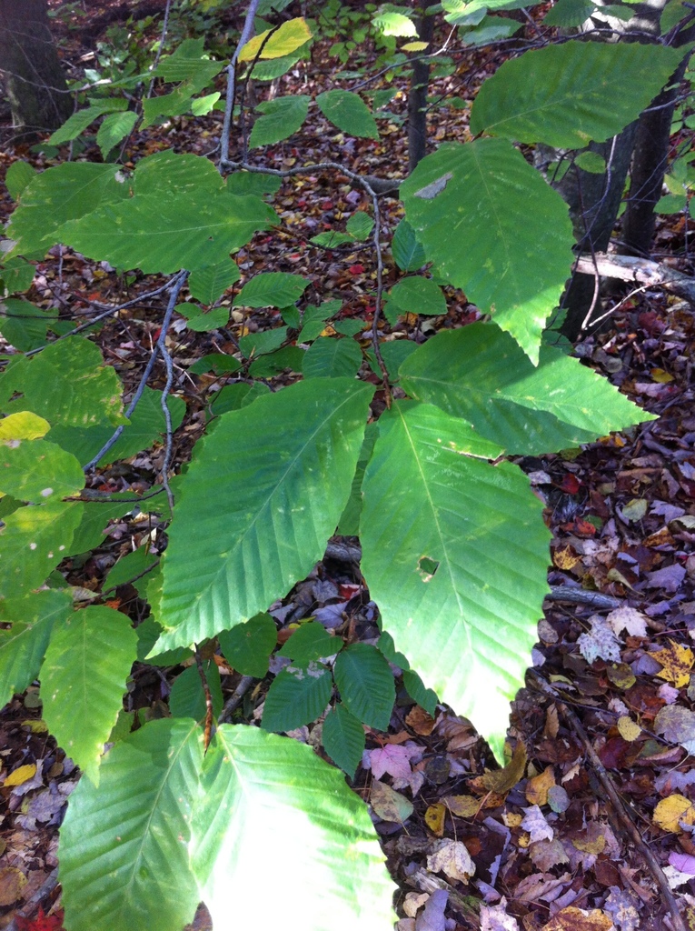 American beech (EwA Guide to the Plants of the Fells (US)) · iNaturalist