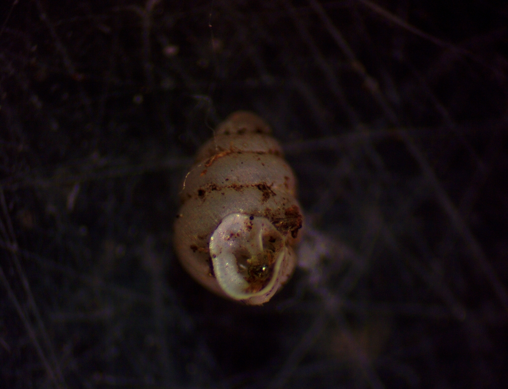bottleneck snaggletooth (Terrestrial Mollusks of Alabama) · iNaturalist